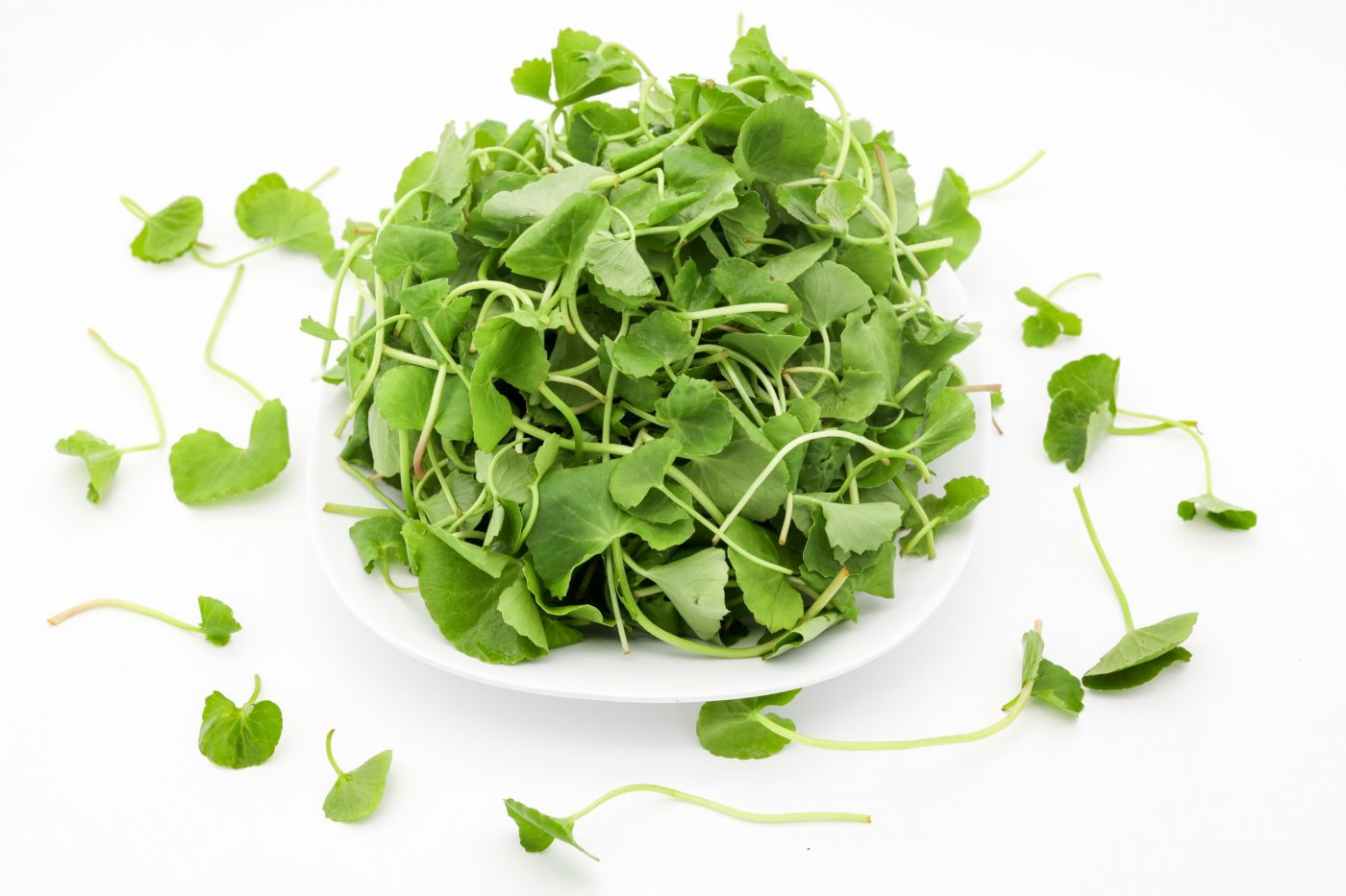 Frozen Pennywort Juice MTFruit Fruit Vegetables Global Supplier