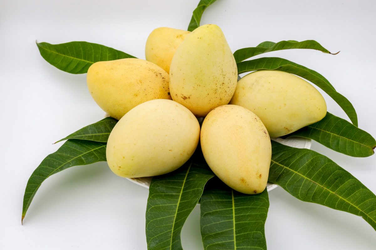 Frozen Mango – MTFruit | Fruit & Vegetables Global Supplier